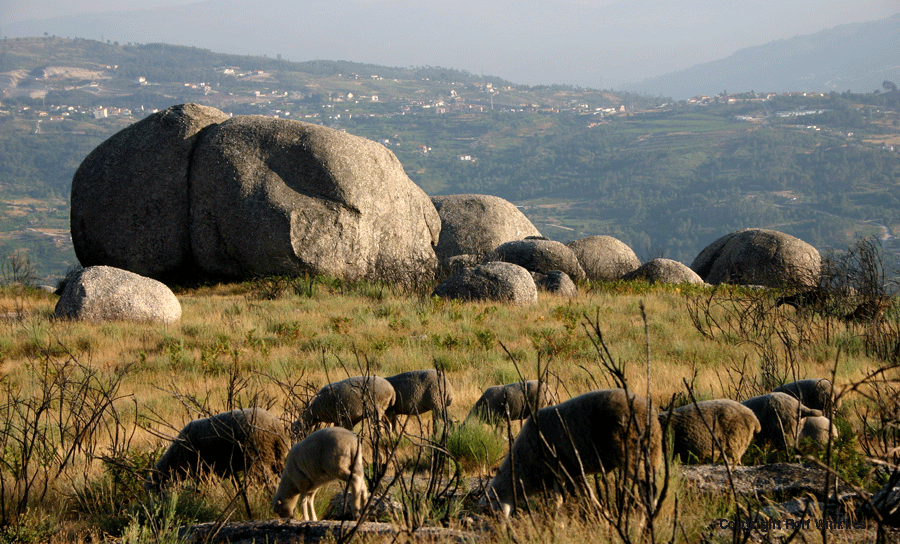 Tongobriga Excavations - Home